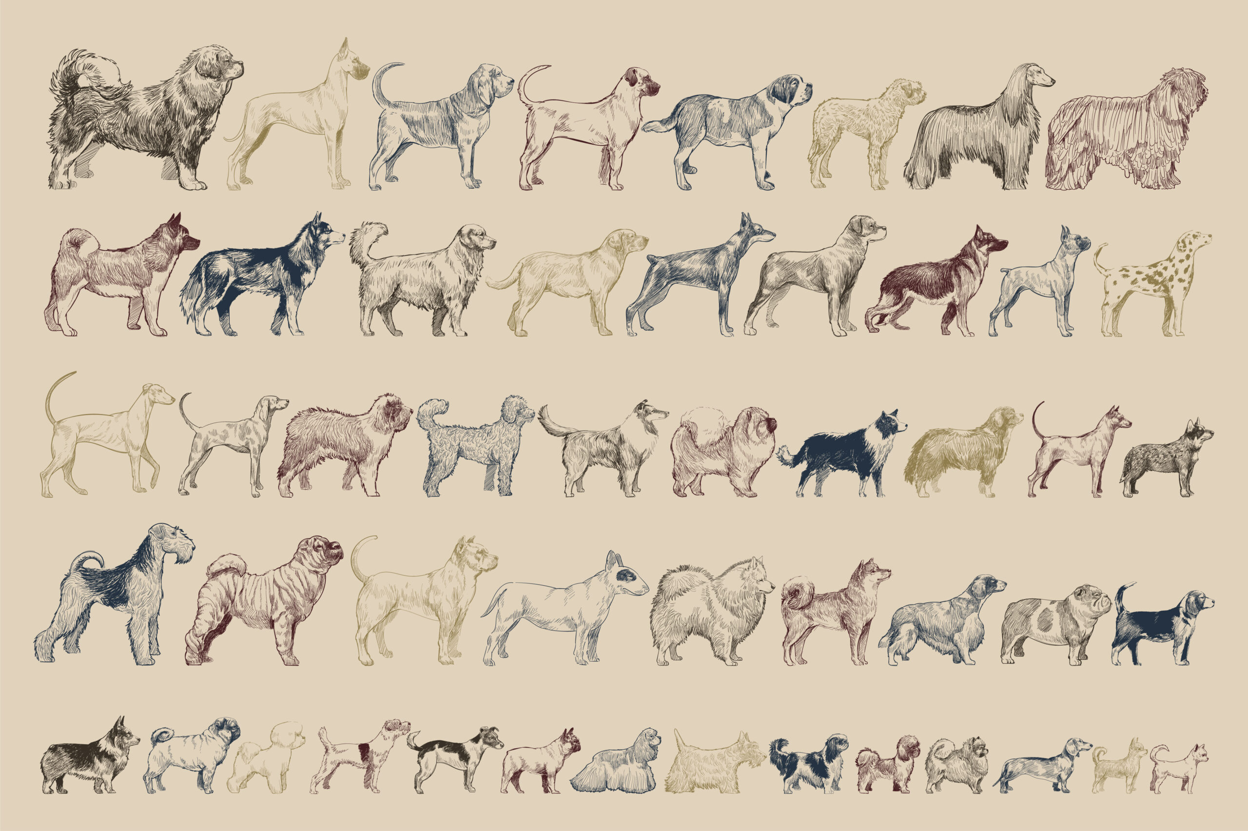 A Variety of Dog Sizes from Miniature to Giant Breeds - Competento