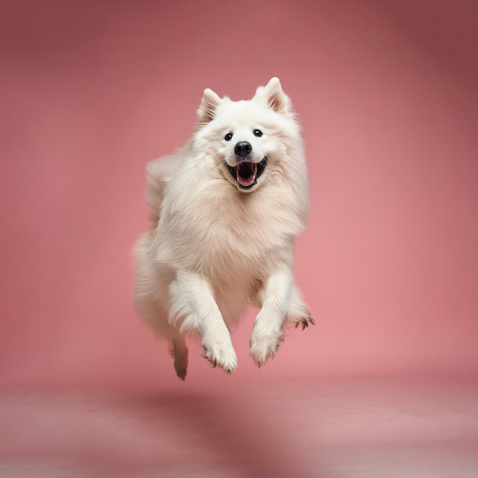 Samoyed - Competento